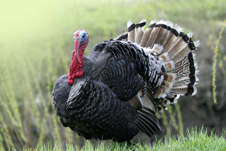 Polaris Hatchery - Your Local Alaskan Poultry Source