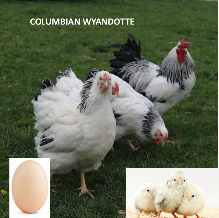 Columbian Wyandotte Chicken