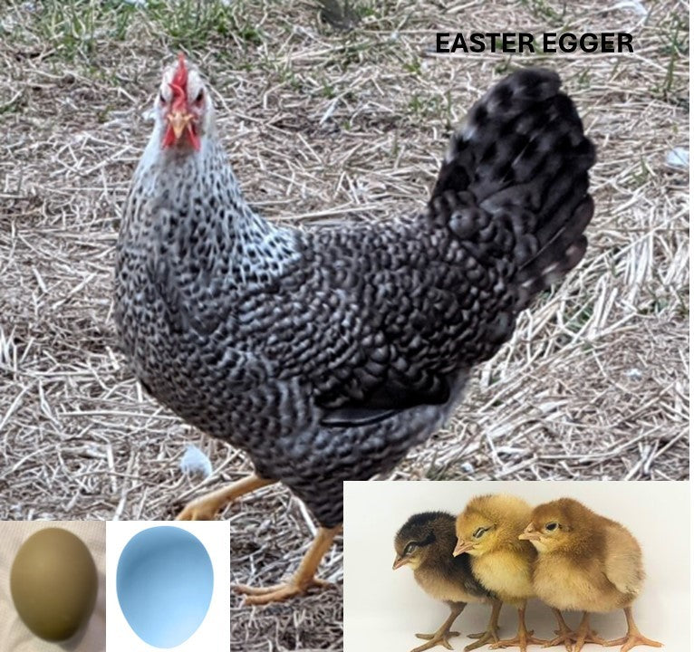 Easter Egger (Chick/Male/Cockerel) – Polaris Hatchery