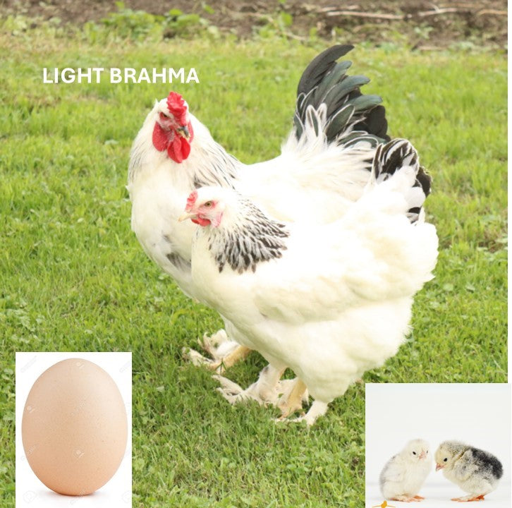 Light Brahma (Chick/Female/Pullet) – Polaris Hatchery