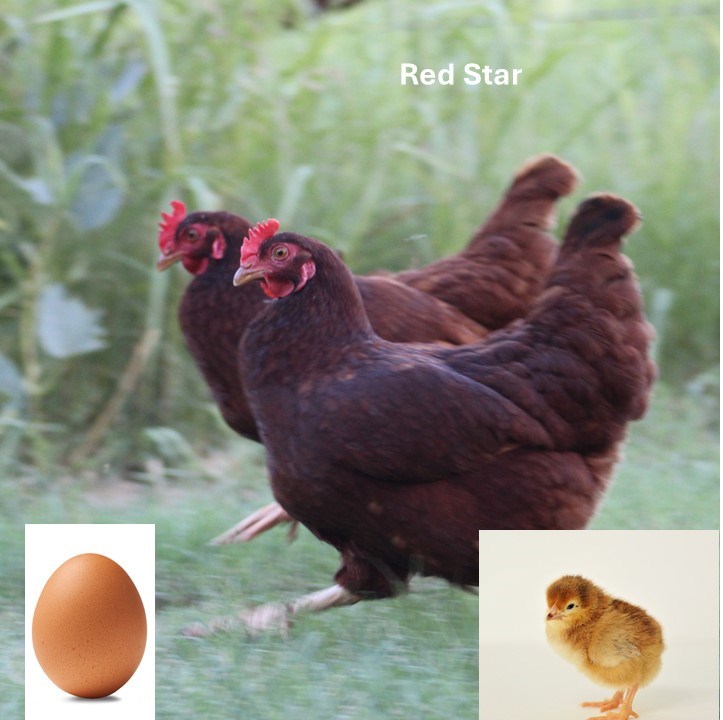 Red Star Chicken The Black Star Chicken Breed: Your Essential Guide