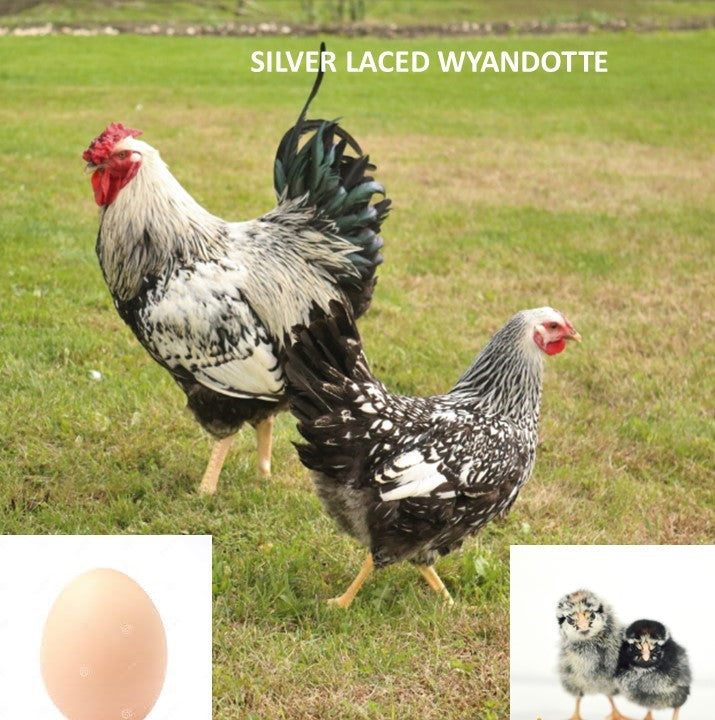 White Wyandotte Chicken