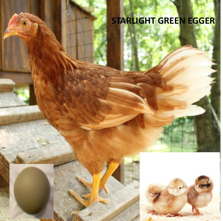 Starlight Green Egger (Chick/Female/Pullet) – Polaris Hatchery