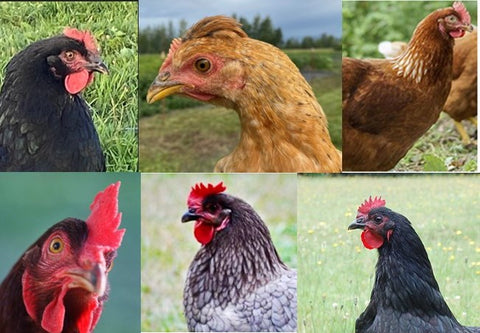Mature Chickens/Pullets – Polaris Hatchery
