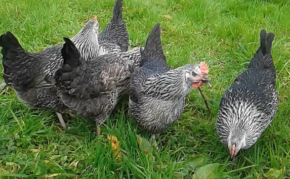 Silver Laced Chickens